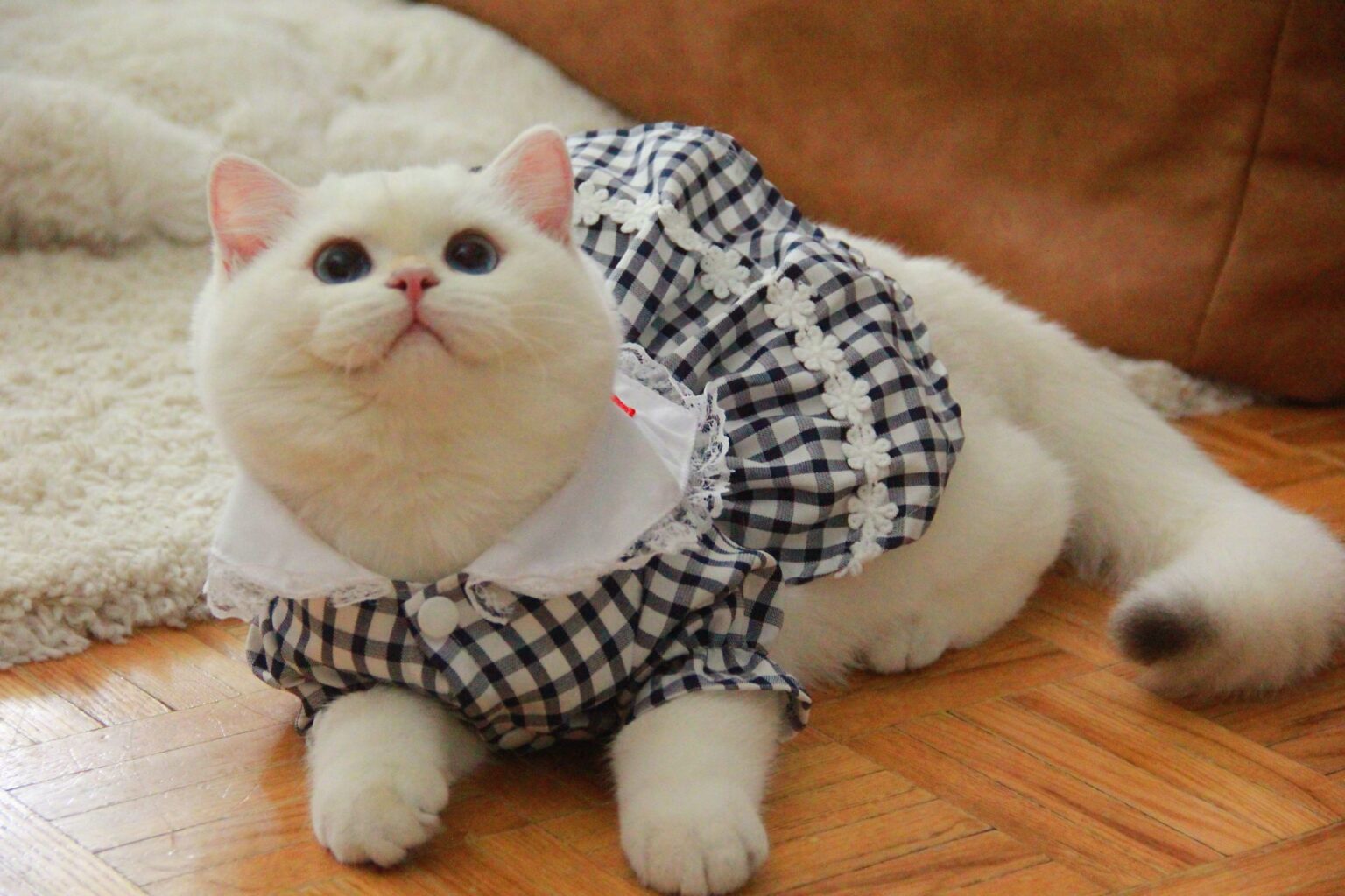 Golden British Shorthair Cat with Colorpoint: The Origin - BearMary Cattery