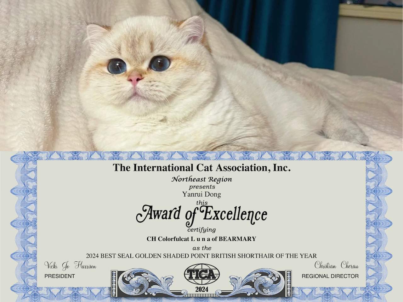 Luna’s Award: Recognized by TICA Northeast Region - BearMary Cattery