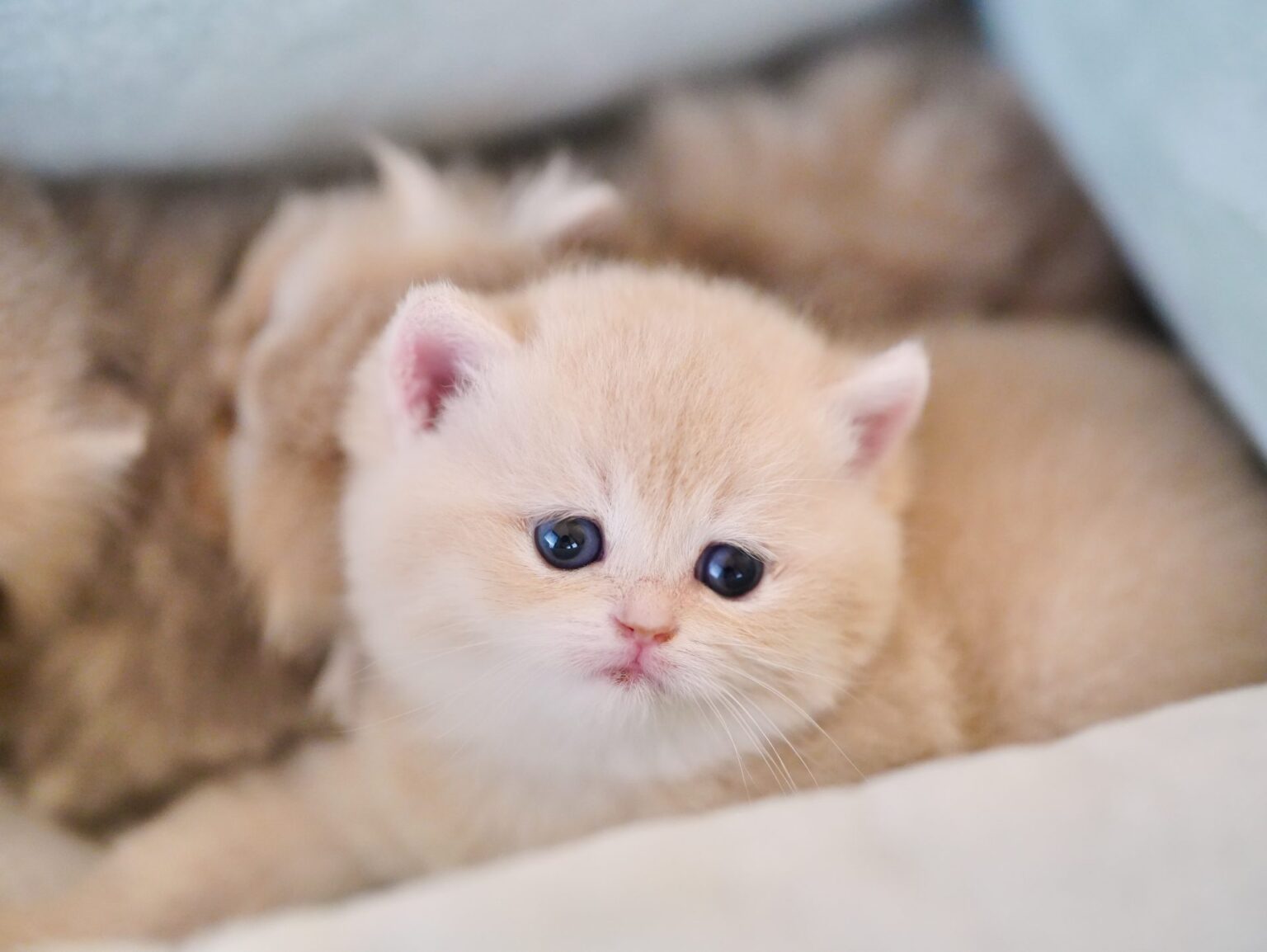 Blue Golden Shaded British Shorthair - Blueberry - BearMary Cattery