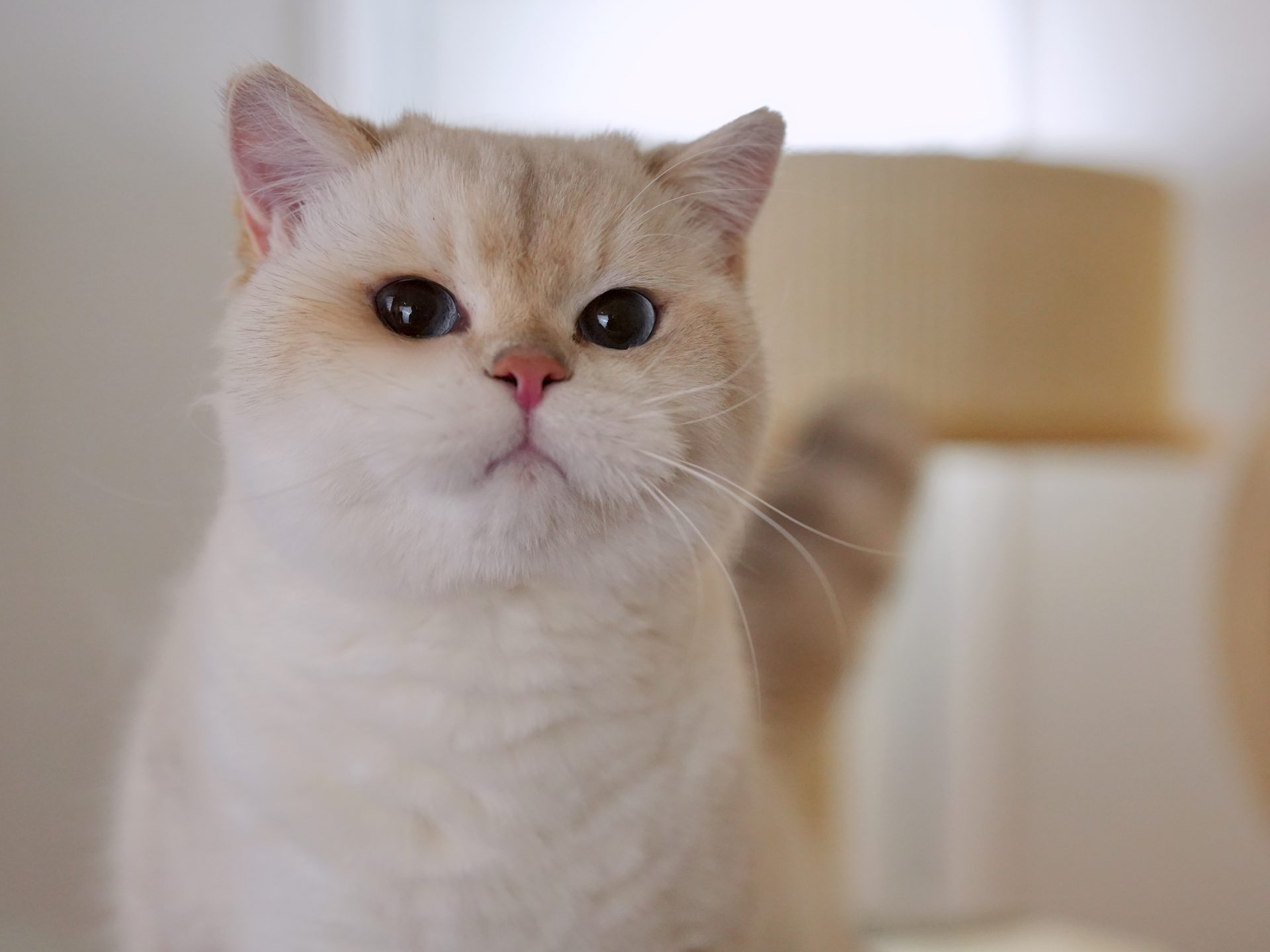 Blue Golden Point Shaded British Shorthair - Star - BearMary Cattery