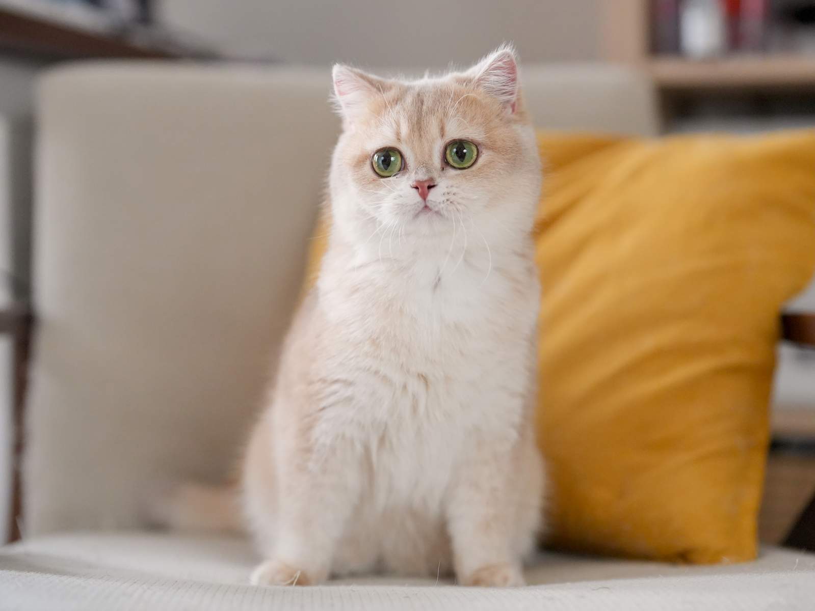 Lilac Golden Shaded British Shorthair - Spinach - BearMary Cattery