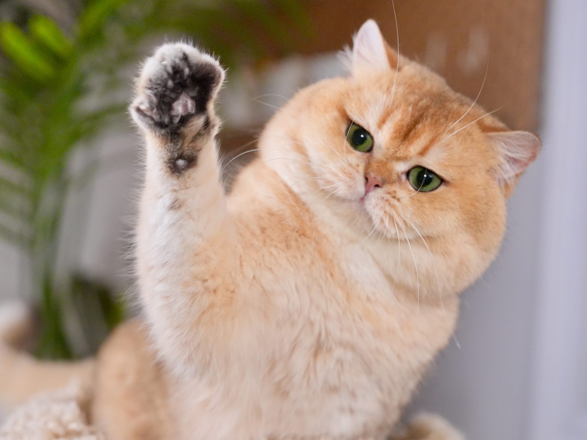 Golden Shaded British Shorthair - Carson - BearMary Cattery