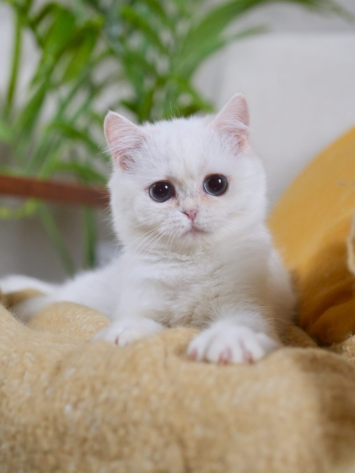 Golden British Shorthair Cat with Colorpoint: The Origin - BearMary Cattery
