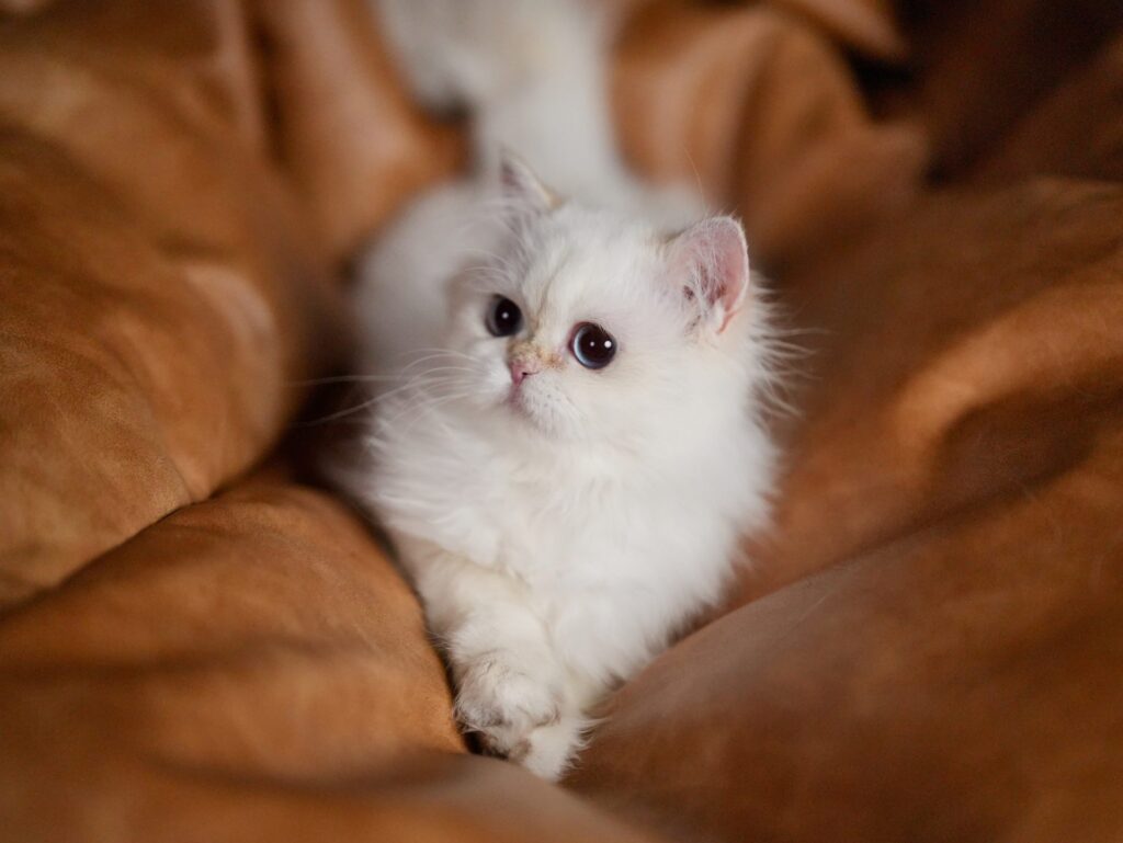 British Longhair with Golden Point Shaded Marks - Mononga - BearMary ...