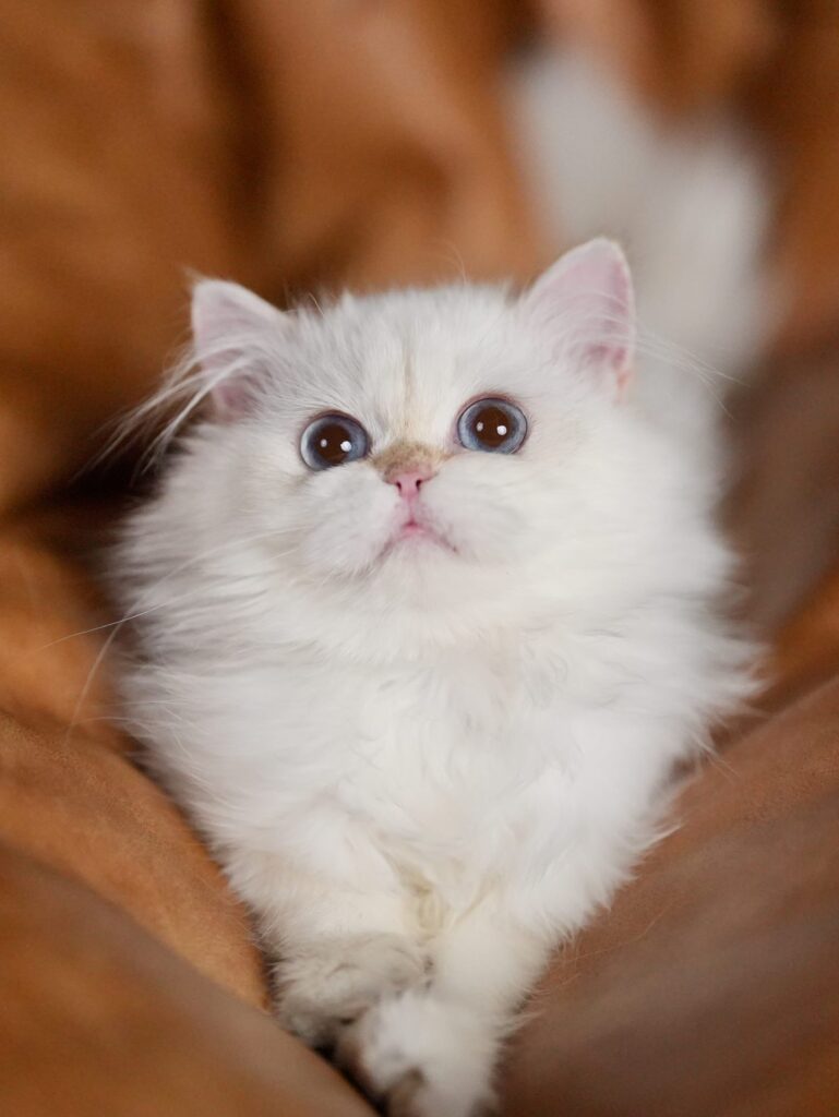 British Longhair with Golden Point Shaded Marks - Mononga - BearMary ...