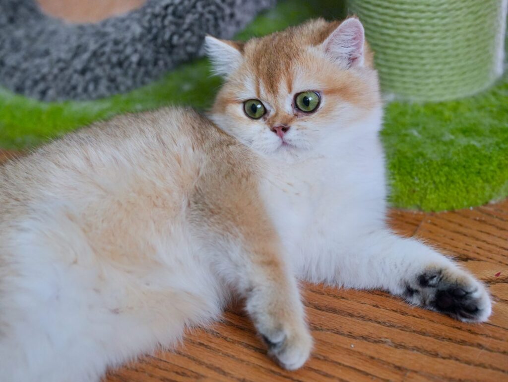 Golden Shaded British Shorthair - Ginger - BearMary Cattery
