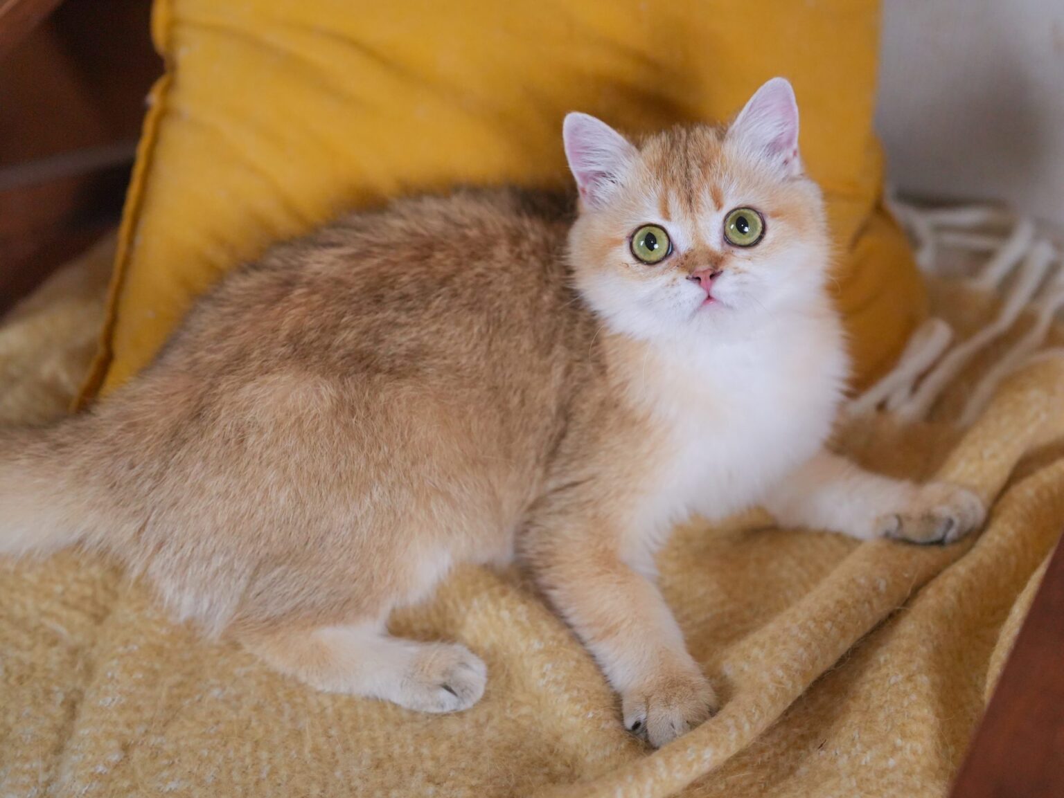 Golden Shaded British Shorthair - Ginger - BearMary Cattery