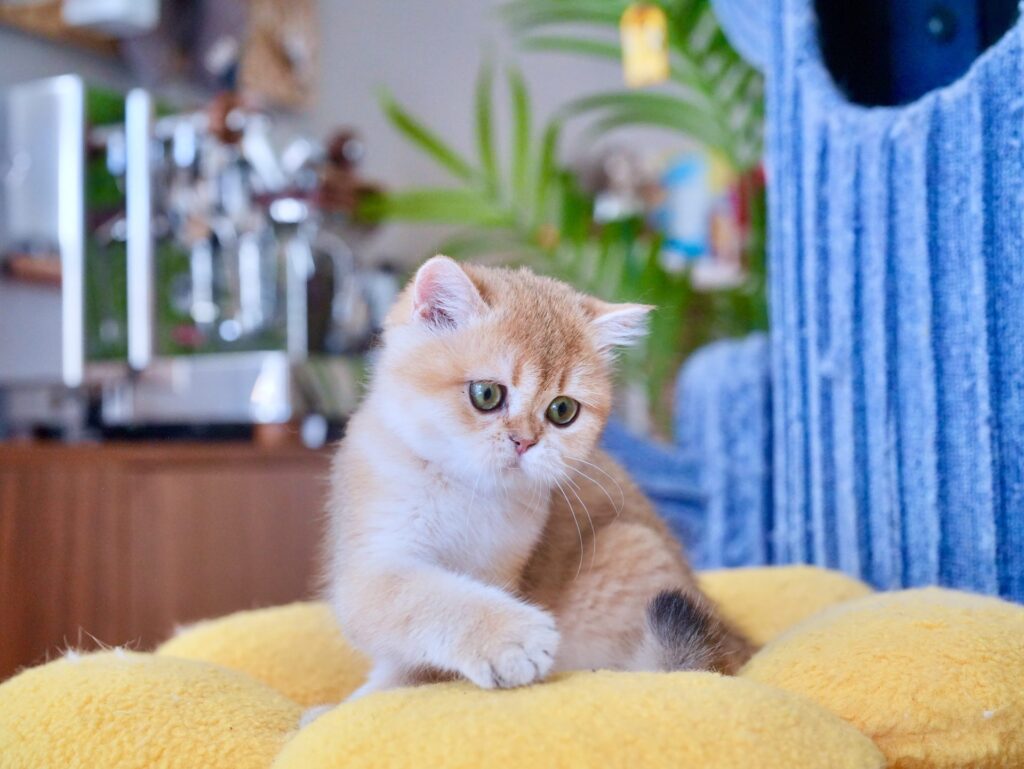 Golden Shaded British Shorthair - Ginger - BearMary Cattery