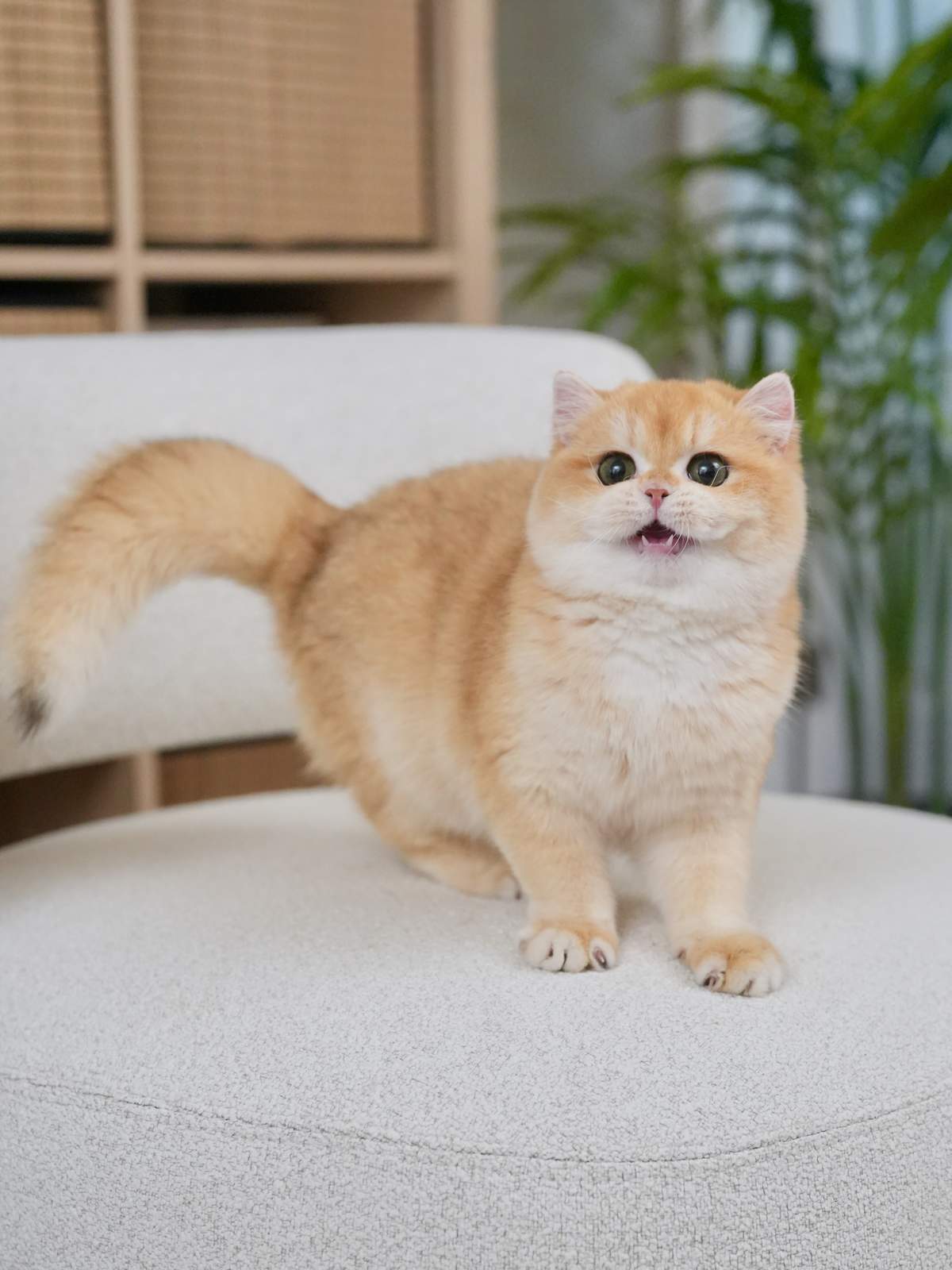 Golden Shaded British Shorthair - Potato - BearMary Cattery