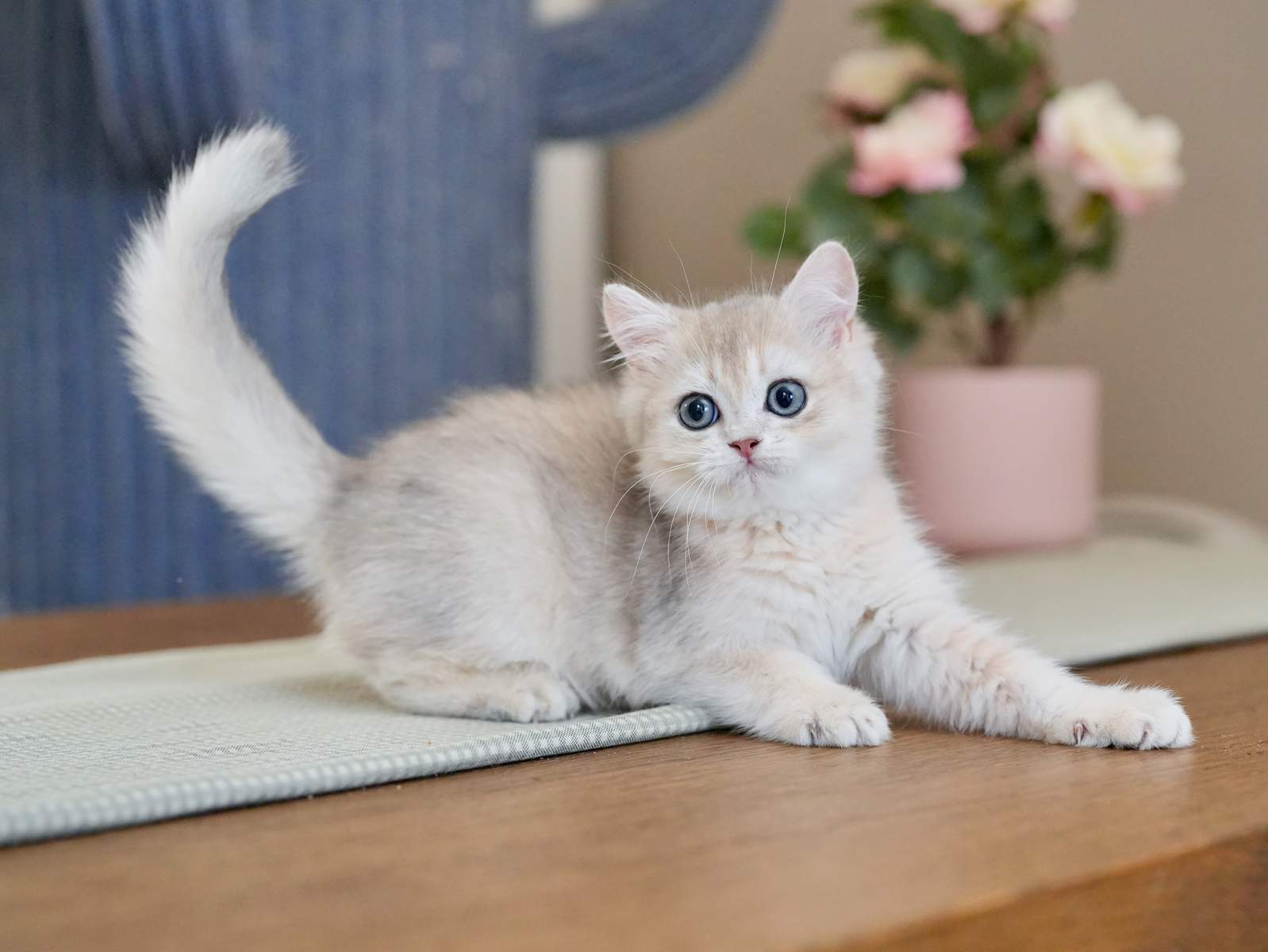 Blue Golden Shaded British Shorthair - Finn - BearMary Cattery