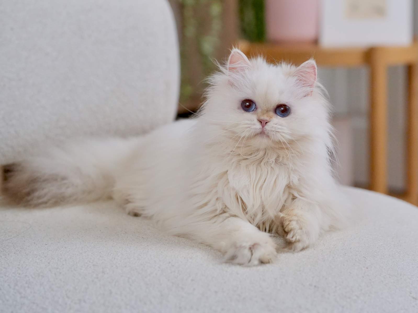 Golden Point Shaded British Longhghair - Salute - BearMary Cattery