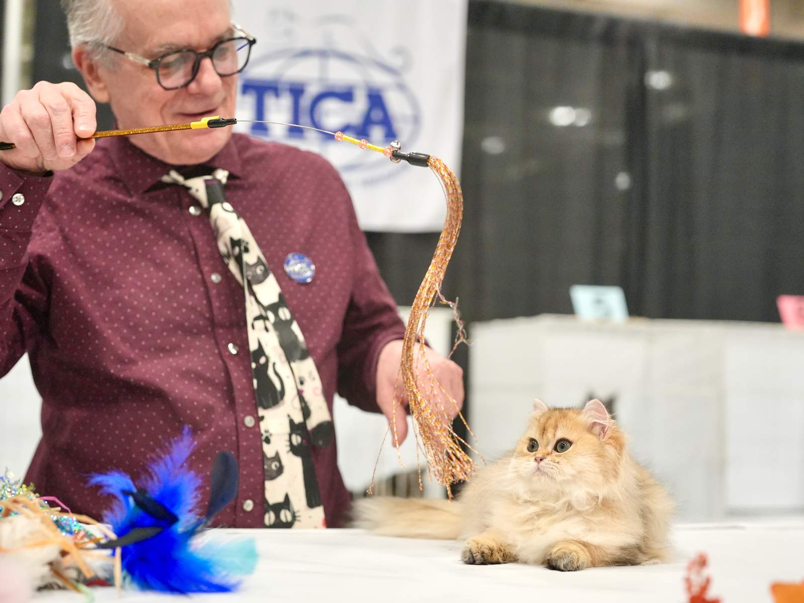 TICA Cat Show Quebec City, 2025/11/15 - BearMary Cattery