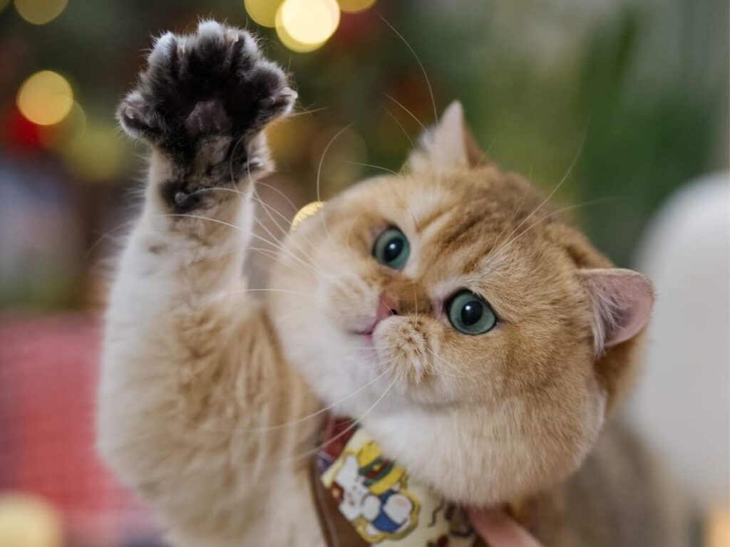 Golden British Shorthair Guide. The Definitive 7 Point Checklist for ...