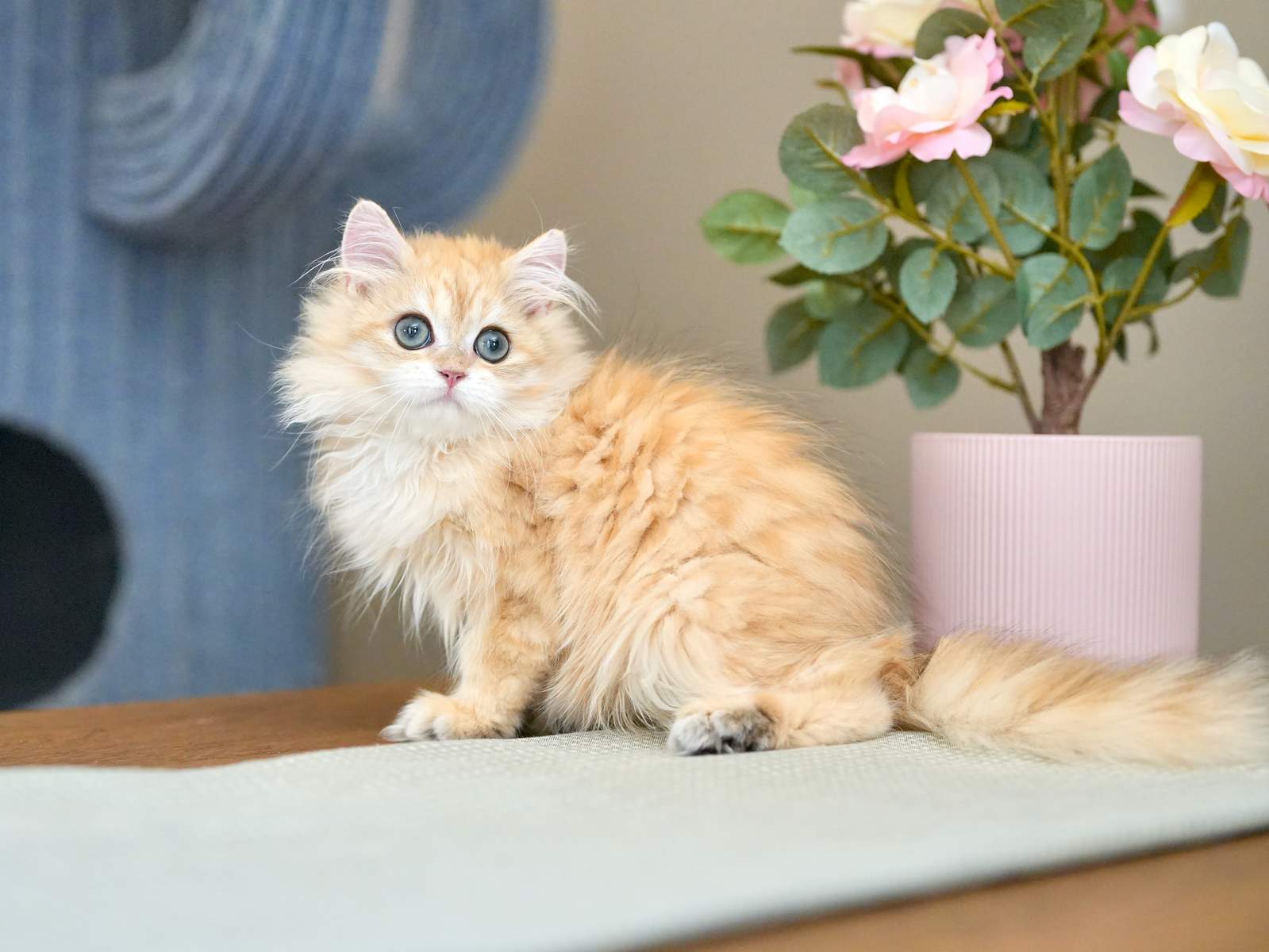 British Longhair Lux, a Golden Shaded Longhair Cat